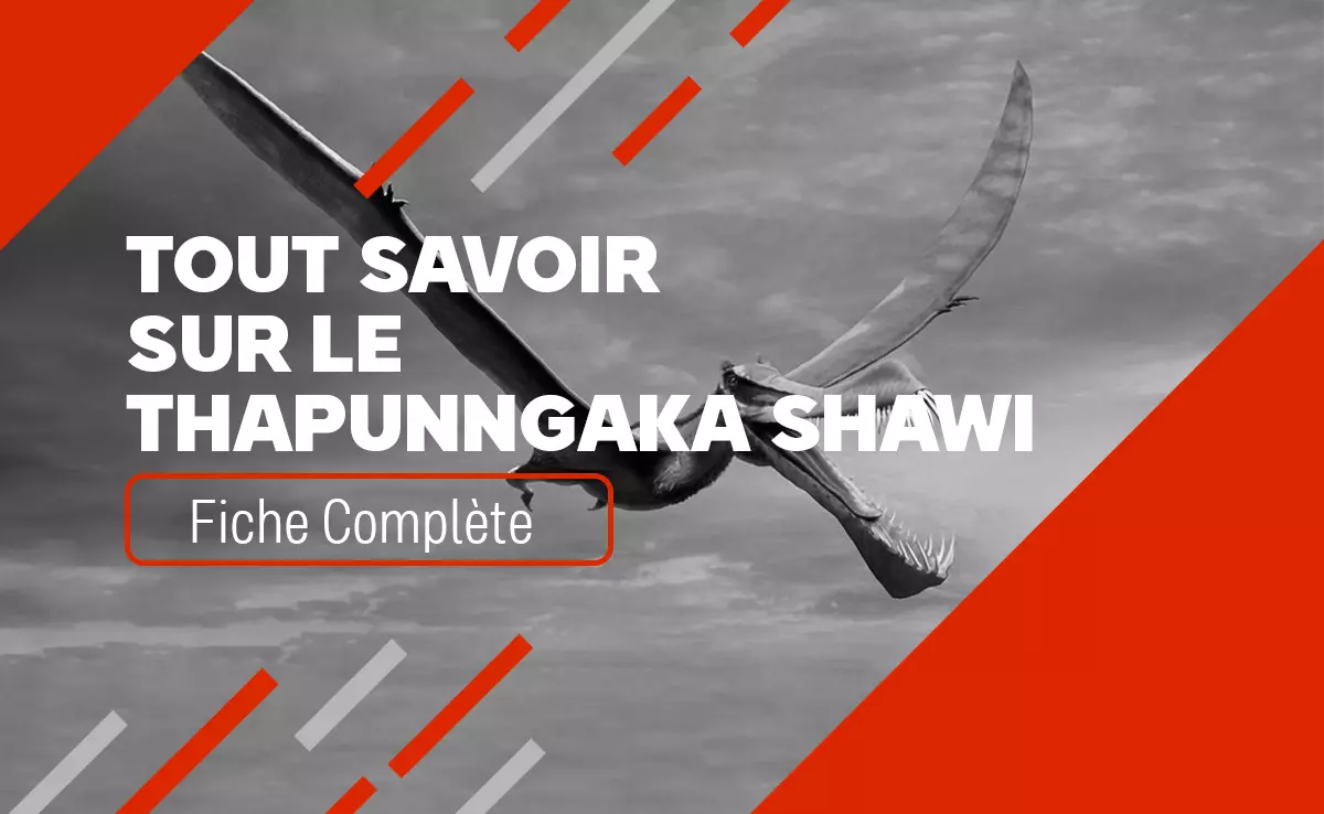 Le Thapunngaka-Shawi : Tout Savoir Sur Ce Dinosaure | DinosaureLand